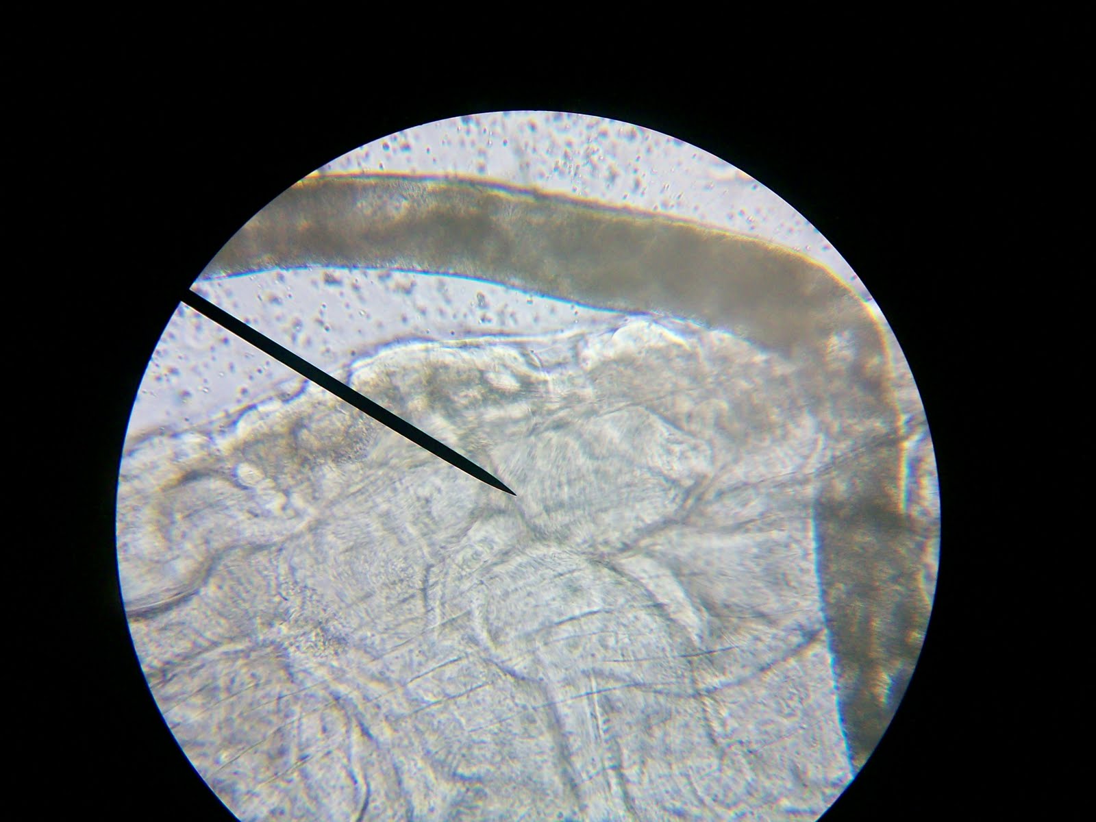 My Science Blogs: Termites Intestine under microscope